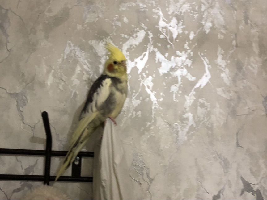 Попугай с клеткой