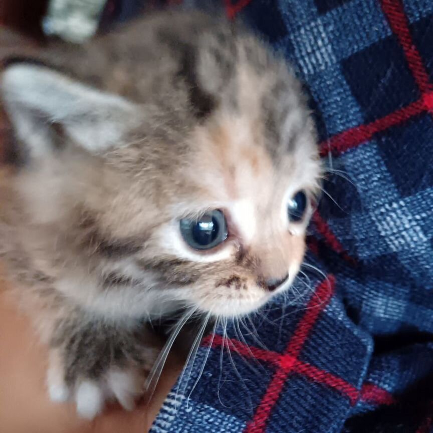 Котёнок в добрые руки
