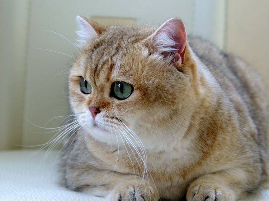 Котик золотая шиншилла