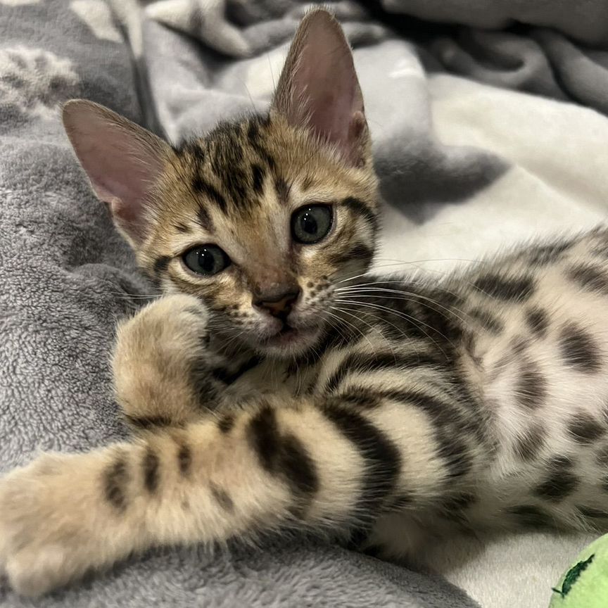 Бенгальская кошка