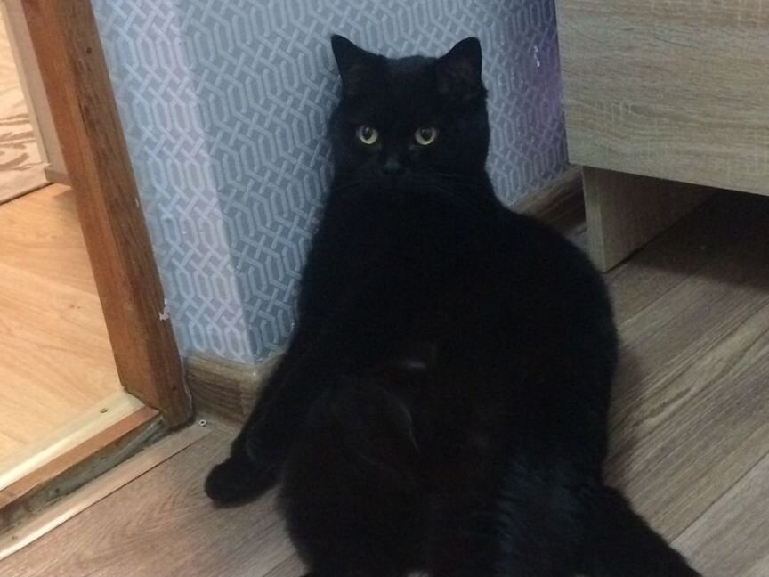 Продам кота