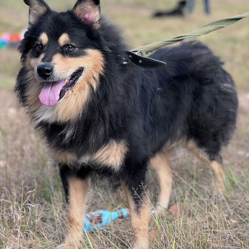 Пушистому песику Атаману очень нужен дом