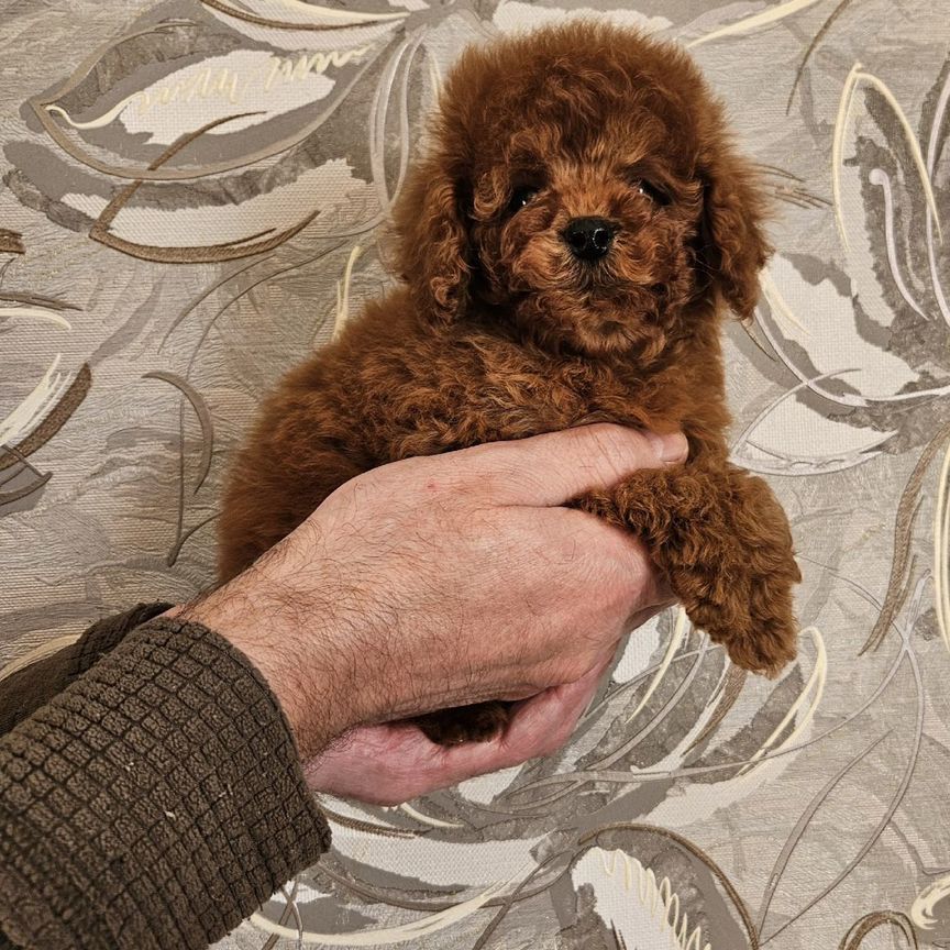 Той-пудель, щенок