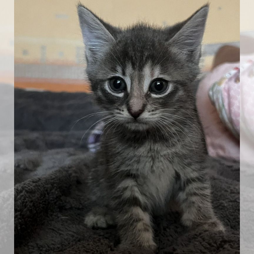 Котёнок в добрые руки