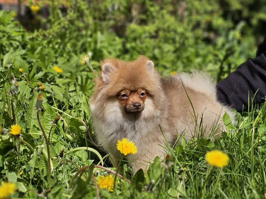 Померанский шпиц