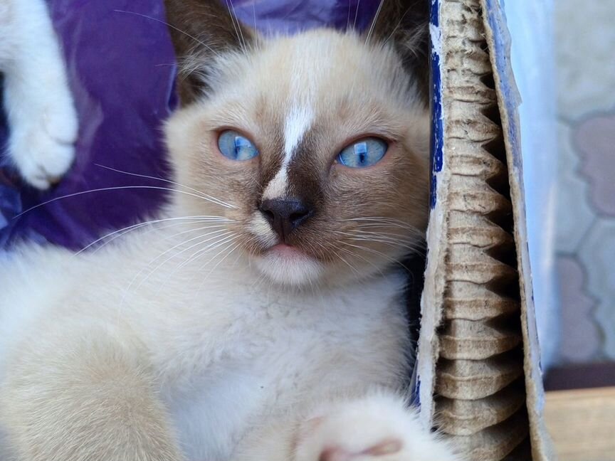 Красивый котёночек (мальчик )