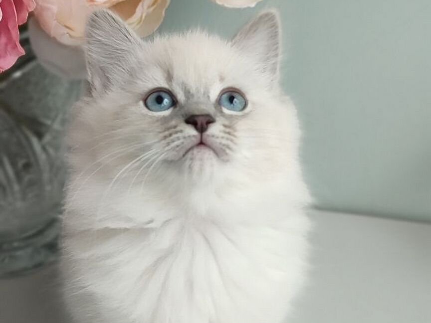 Невская маскарадная