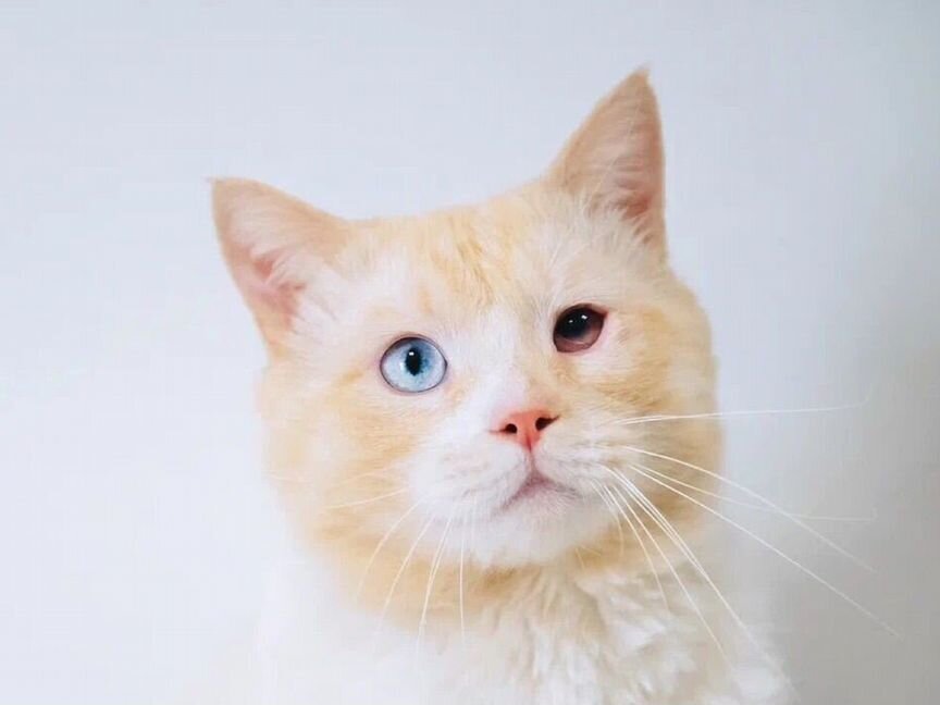 Ласковый котик из приюта бесплатно