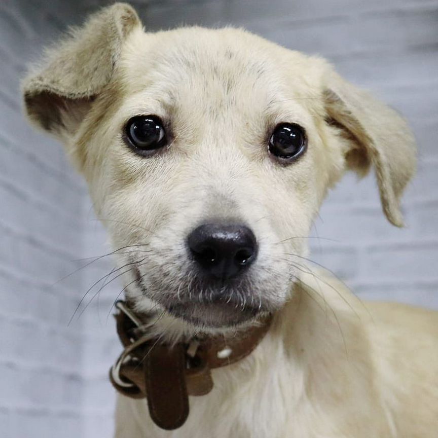 Собака в добрые руки щенок