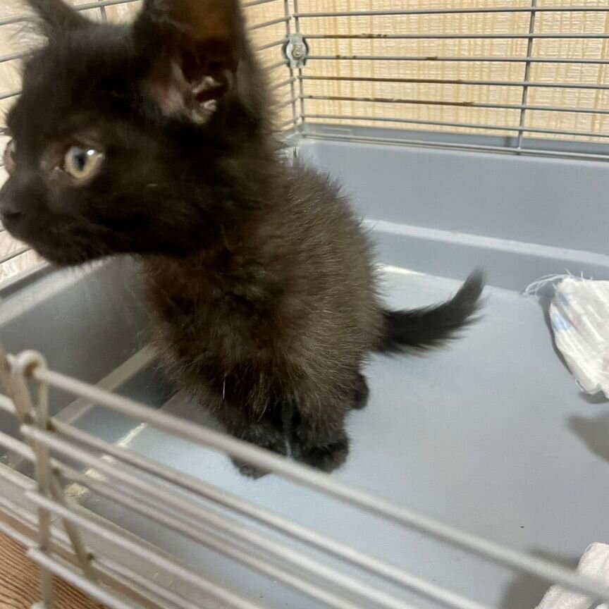 Котятёнок в добрые руки