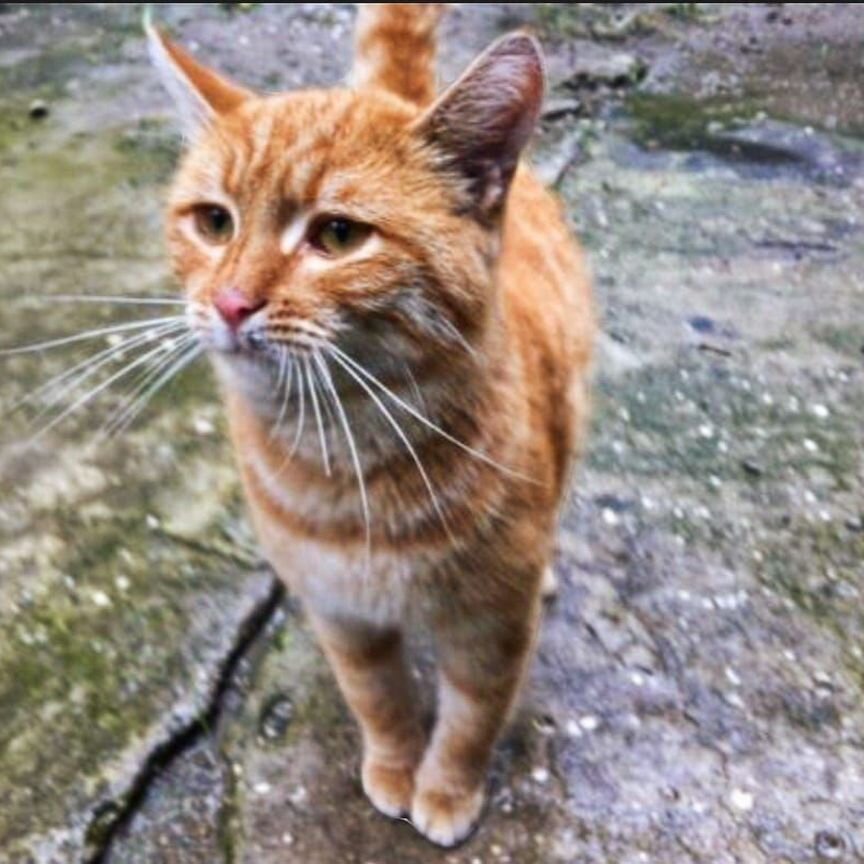 Спасите котика