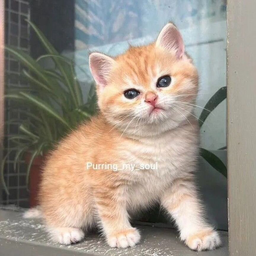 Золотая шиншилла, яркая девочка