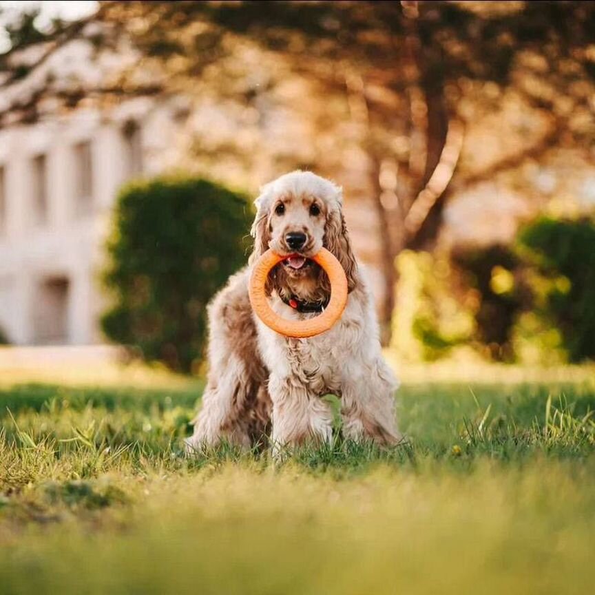 Занятия с собакой