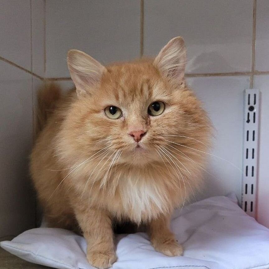 Кошка в приюте ждёт свою семью