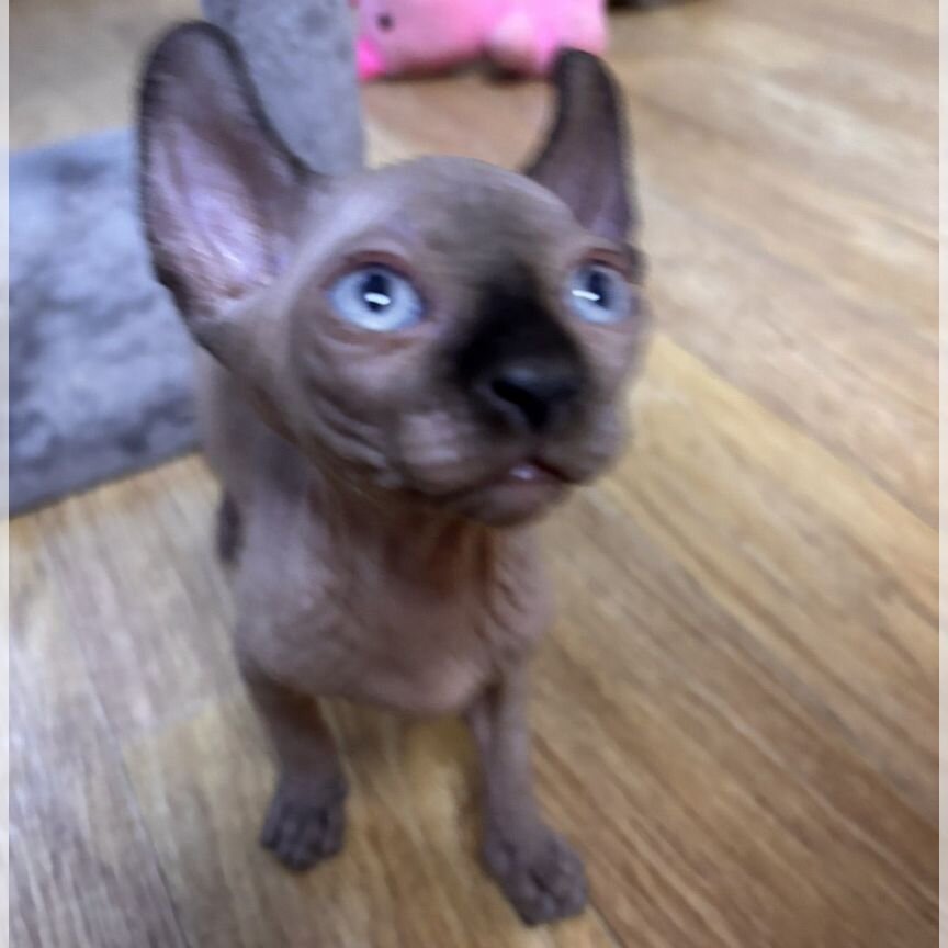 Канадский сфинкс котёнок