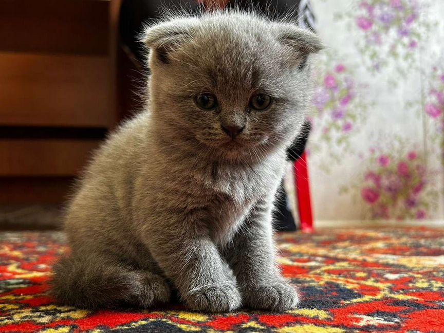 Шотландские вислоухие котята