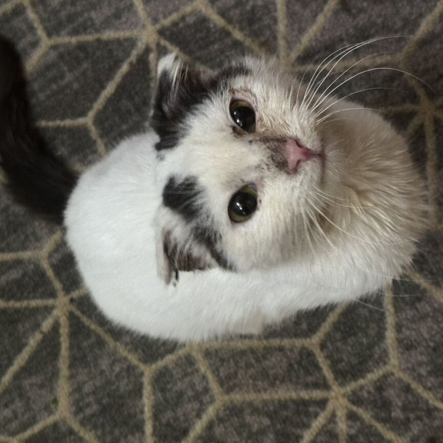 Кошечка в добрые руки