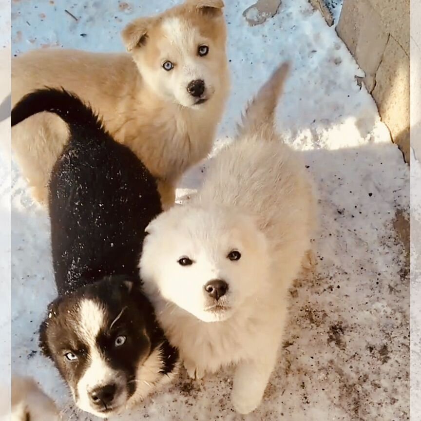 Щенки лайки