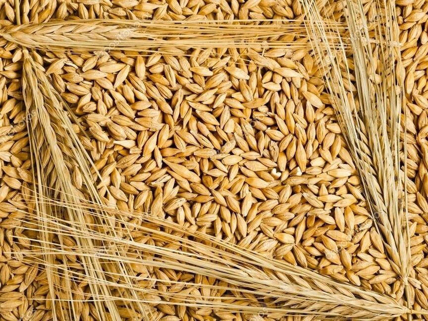 Яровый ячмень Прерия яровая пщеница семена