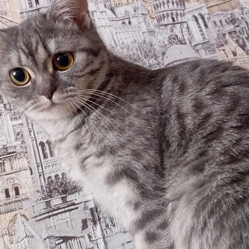 Шотландская прямоухая кошка
