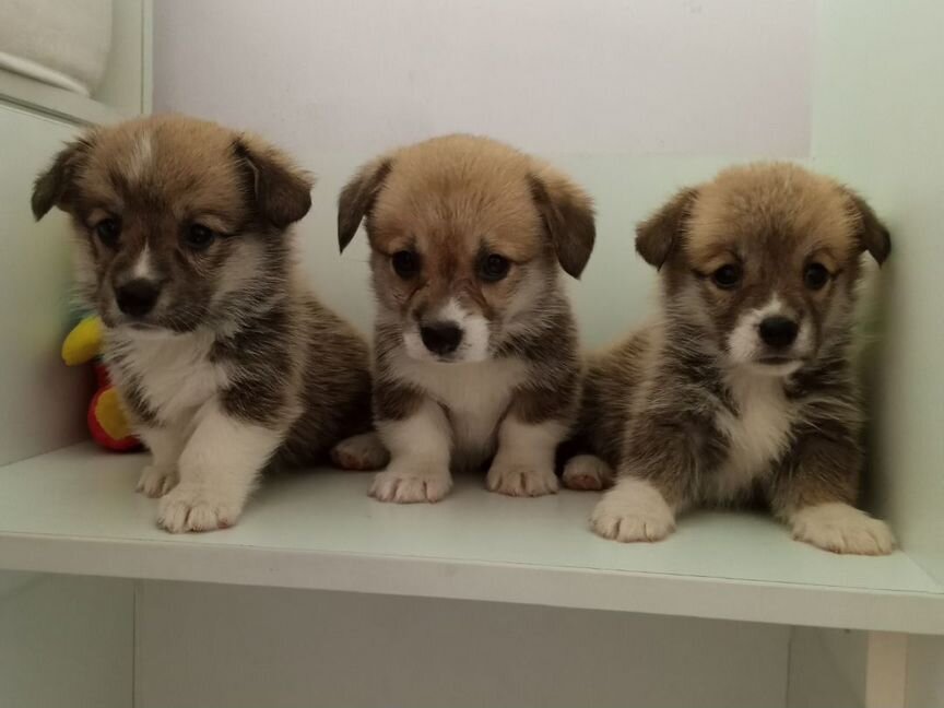 Щенки коржики