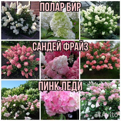 Гортензия саженцы купить в Саратове | Товары для дома и дачи | Авито