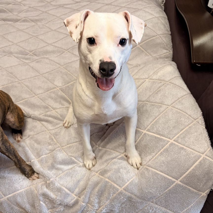 Американский стаффордширский терьер, щенок