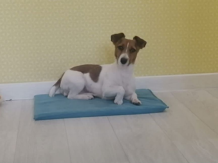 Джек Рассел терьер девочка