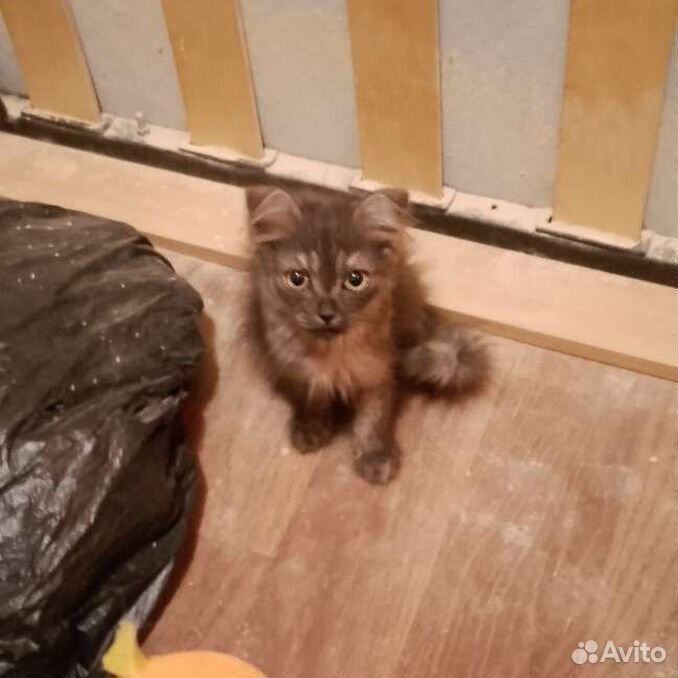 Вислоухий шотландец мальчик