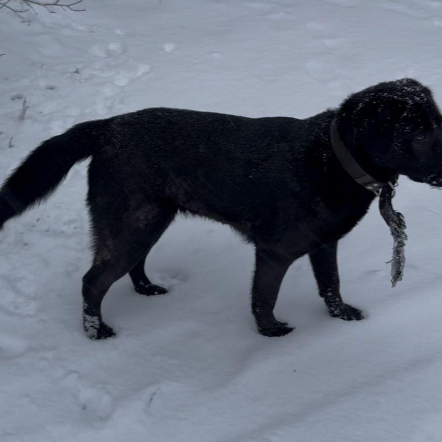 Лабрадор-ретривер, взрослая собака