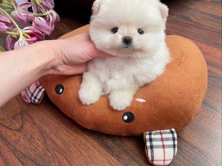 Щенки померанский шпиц (Мишка)