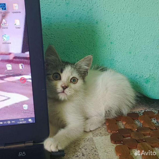 Маленькая машуня в поисках семьи