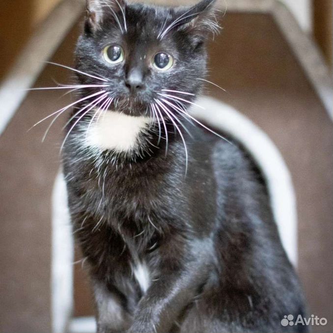 Кошка Мисти