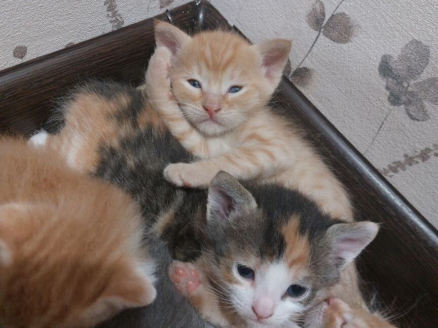 Котики и кошечки