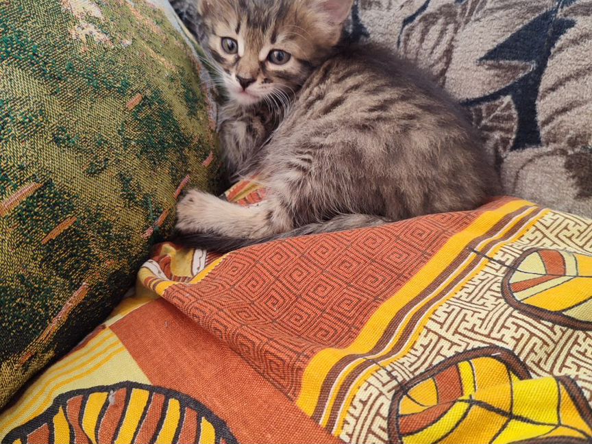Котята в добрые руки 1 месяц