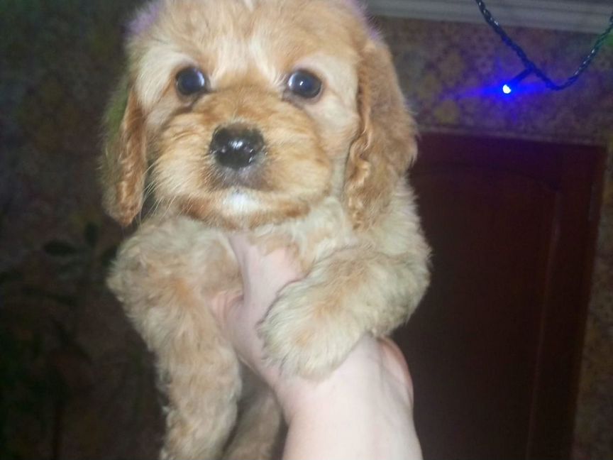 Кокер пудель кокапу