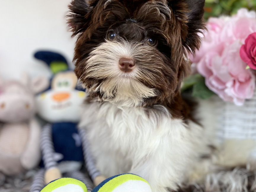 Биро мальчик