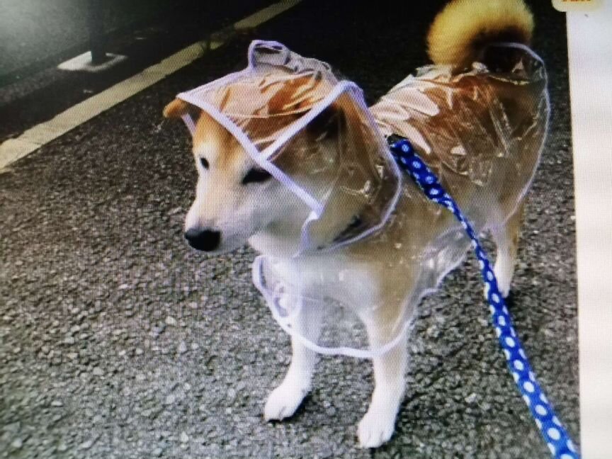 Дождевик прозрачный собаке
