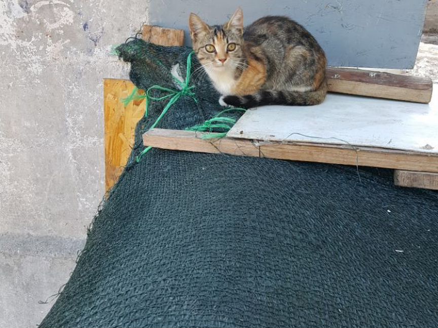 Котенок девочка Сима около 2,5 месяца