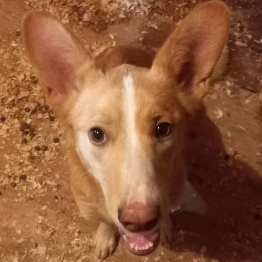 Собака в добрые руки