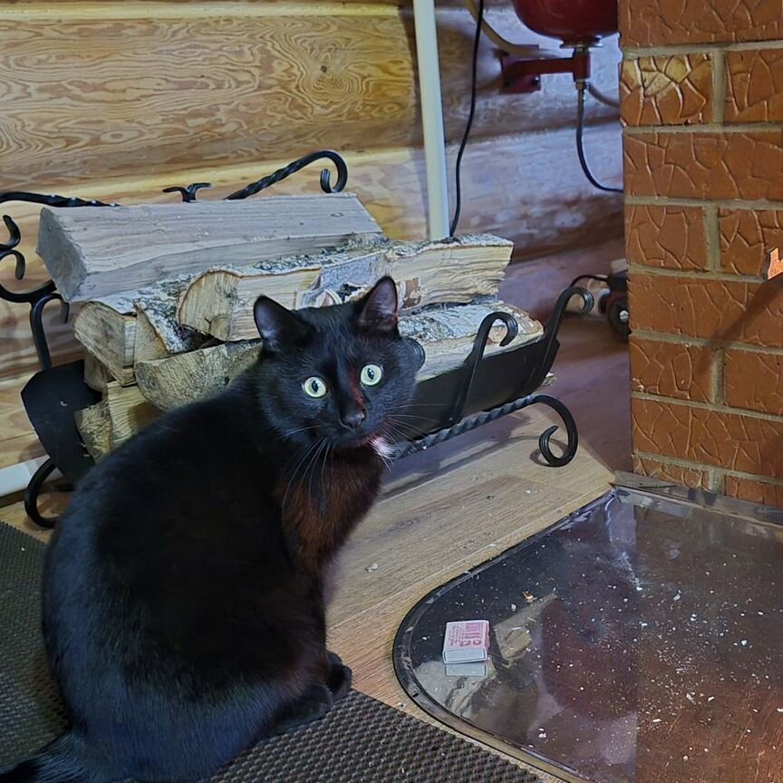 Взрослый кот в добрые руки