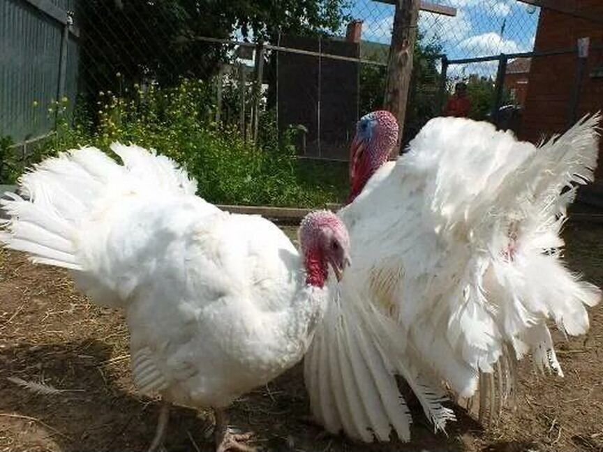 Индюки домашние