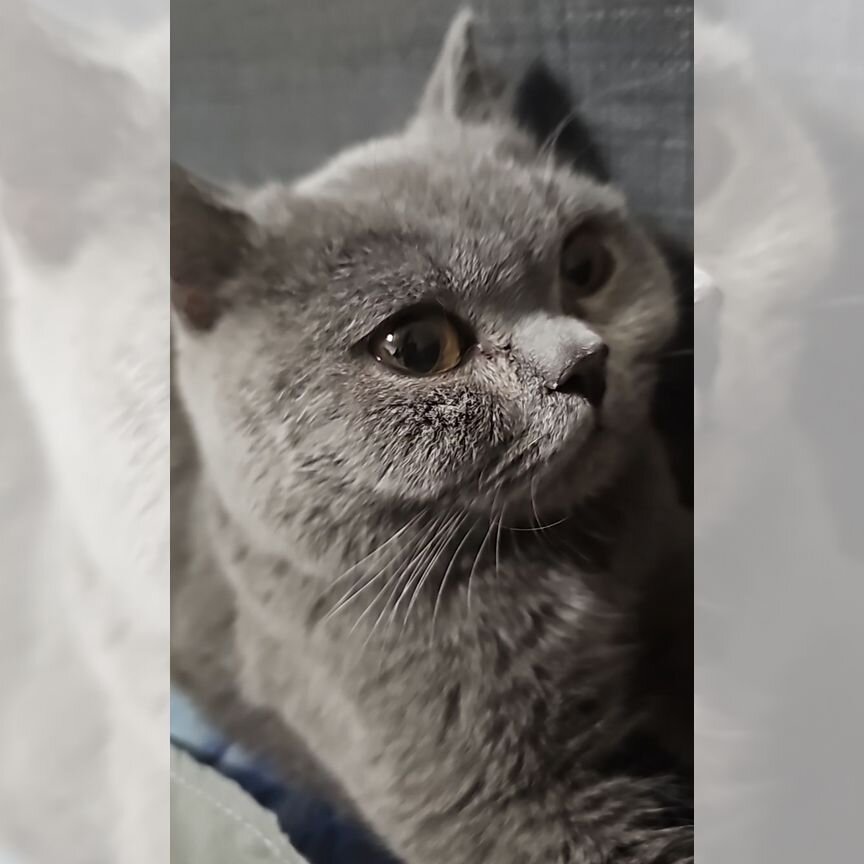 Британский короткошёрстный котёнок