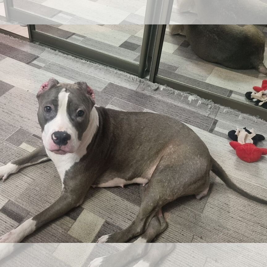 Американский стаффордширский терьер, взрослая собака