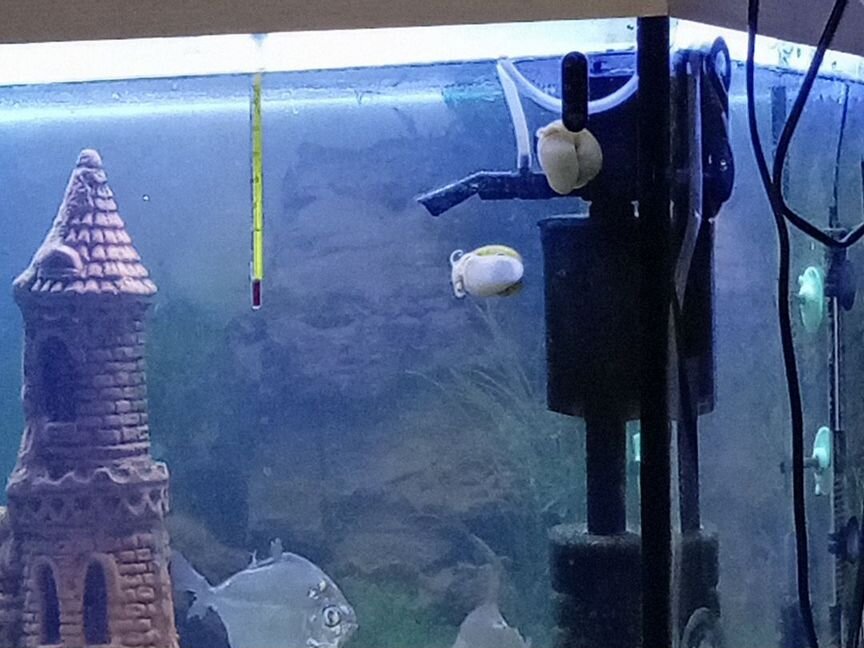 Аквариумные рыбки