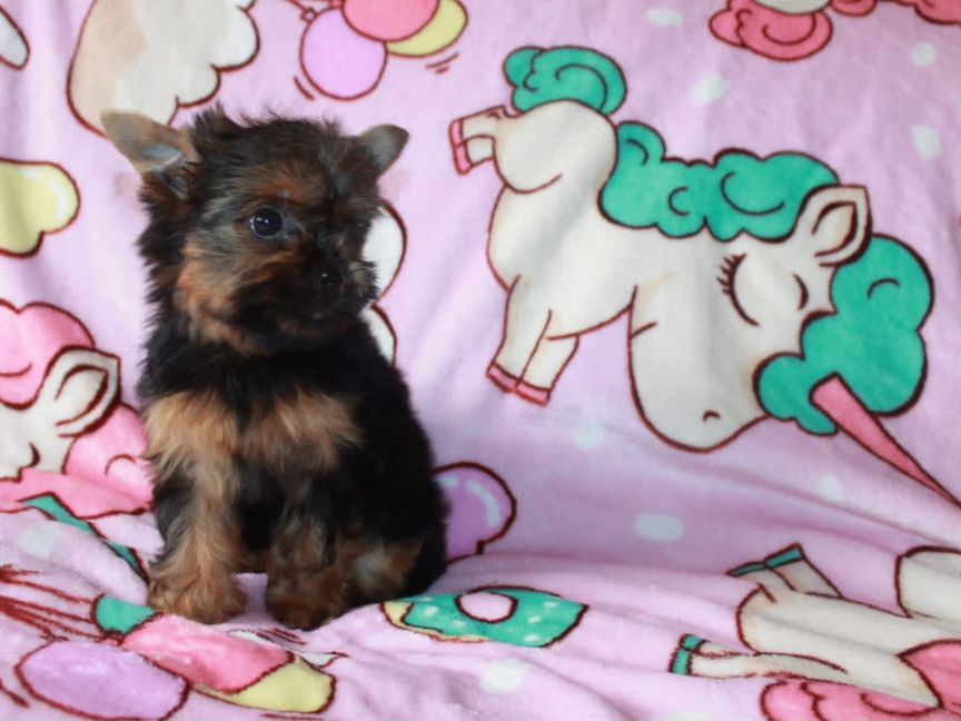 Йоркширский терьер щенки