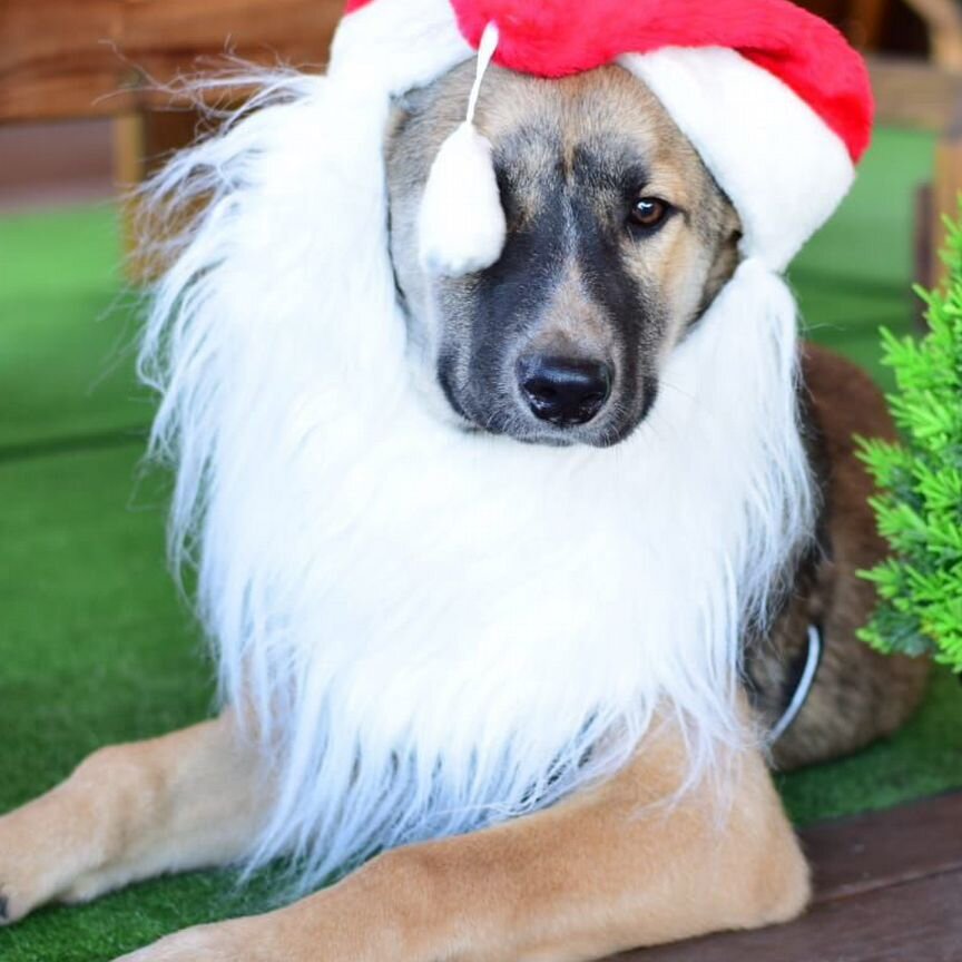 Щенок мальчик 5 месяцев