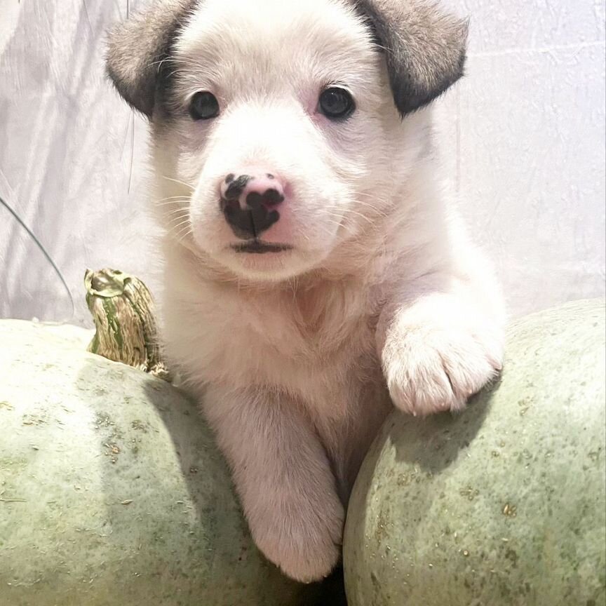 Щенок девочка в добрые руки, 2 мес