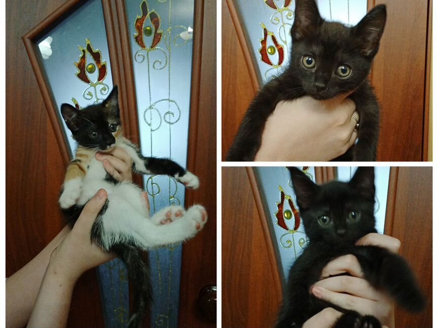 Котята в добрые руки бесплатно