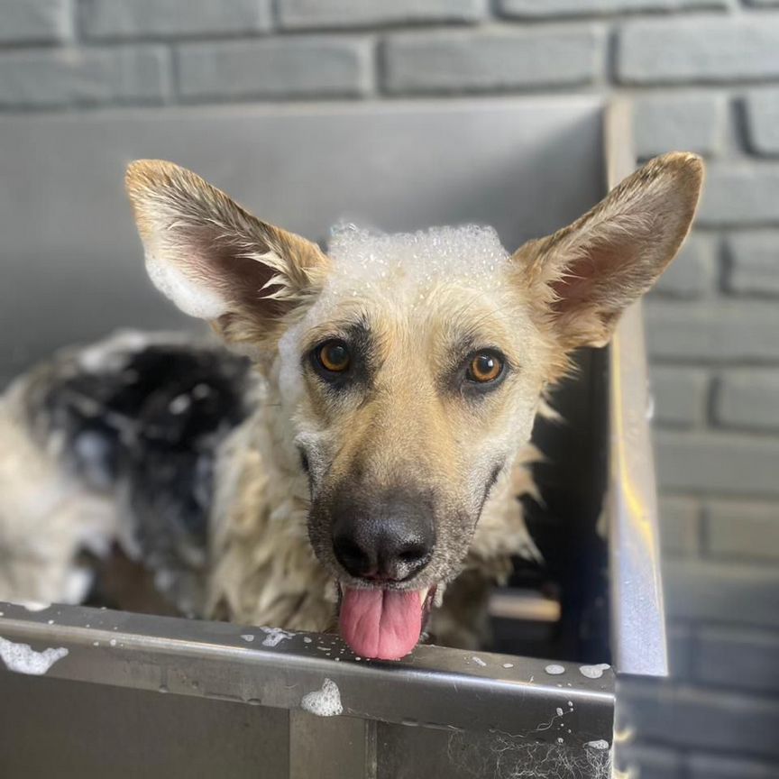 Собака ищет семью